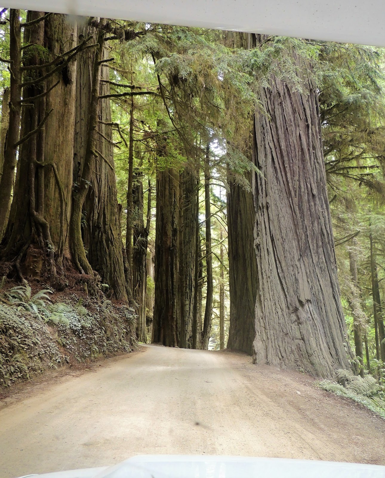1000 Hikes in 1000 Days: Jedediah Smith Redwoods State Park - Tour Thru ...