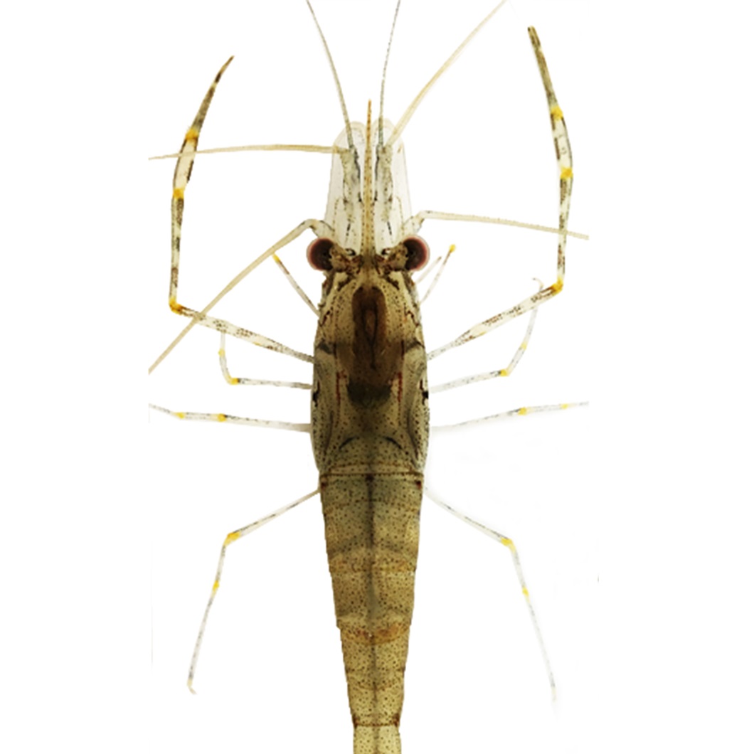 Species New to Science: [Crustacea • 2020] Macrobrachium tenuipes • A ...