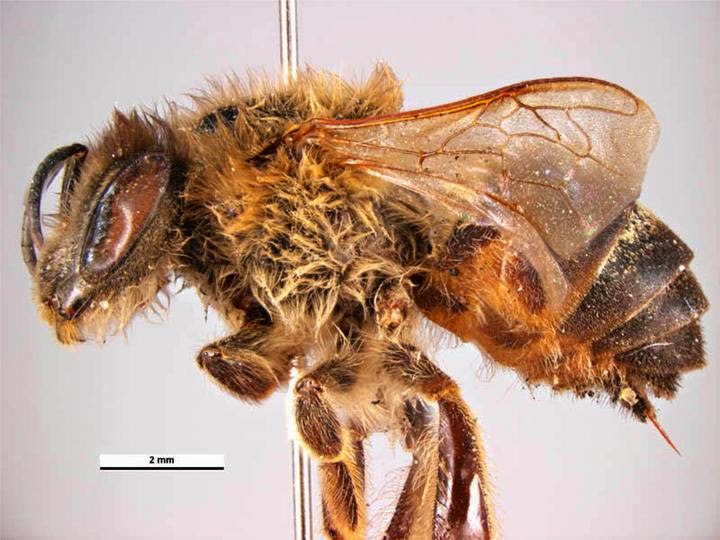 Corona Apicultores: HISTORIA EVOLUTIVA DE LAS ABEJAS