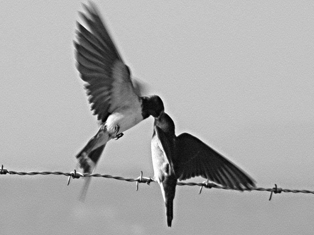 Poema Volverán las oscuras Golondrinas | chicxl