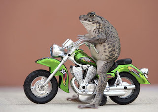 EL SAPO: CARACTERISTICAS DEL SAPO