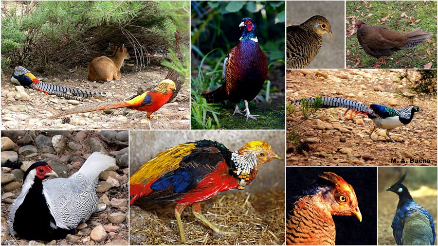 FOTO NATURA HUESCA 2: FAISANES - faisan, faisanes, pheasants, faisans ...