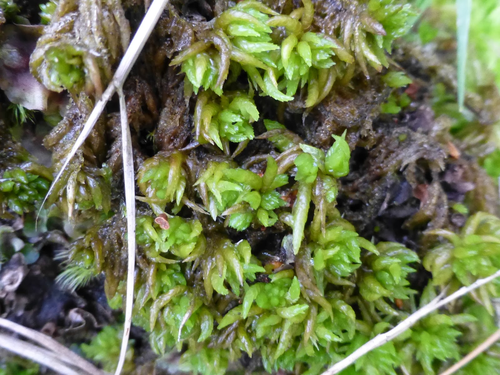 The Rainforest Fund Project: YNU Bryophytes visit to Ponden on W Yorks ...