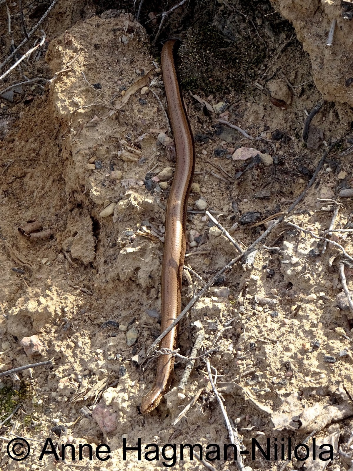 Annen jutut: VASKITSA (Anguis fragilis)