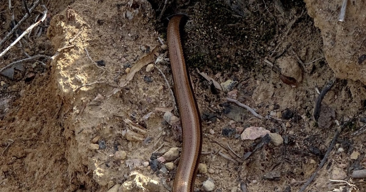 Annen jutut: VASKITSA (Anguis fragilis)