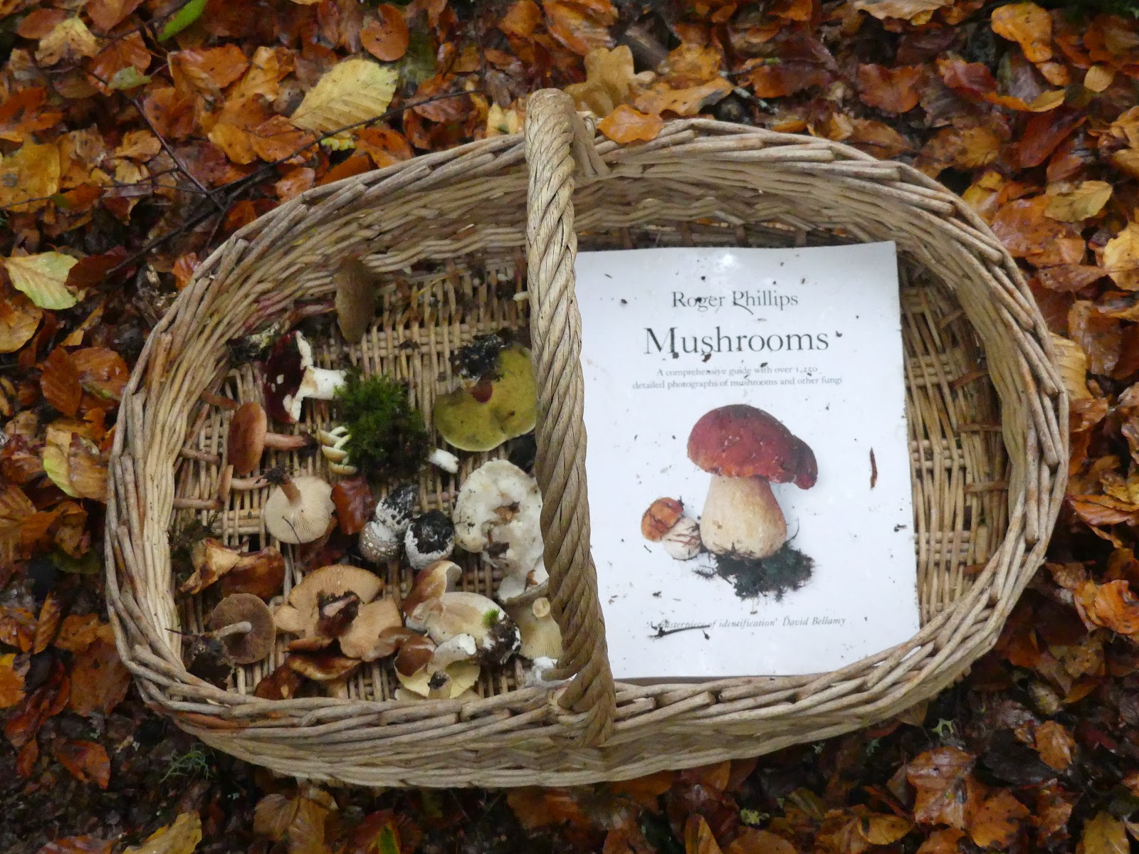 The Outdoor Traditionalist : Roger Phillips Mushroom Foray