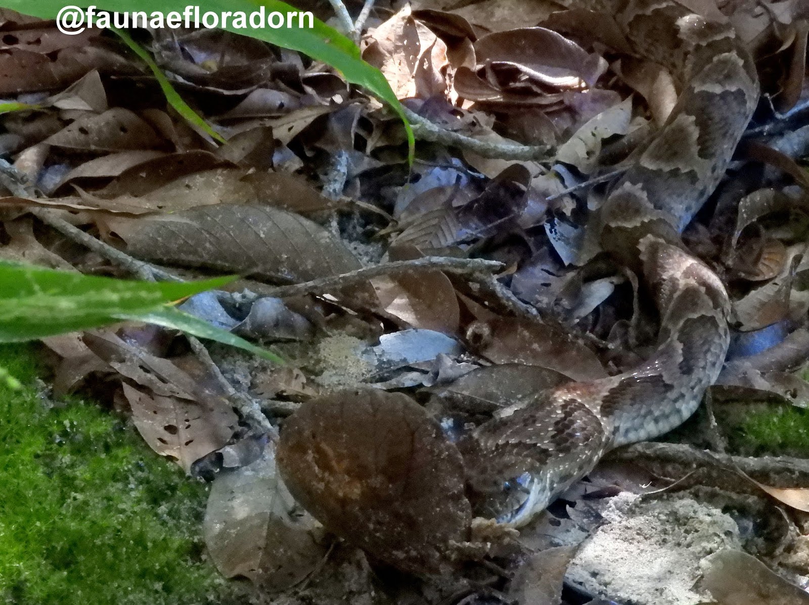 FAUNA E FLORA DO RN: Boipeva Xenodon merremii (Wagler in Spix, 1824 ...