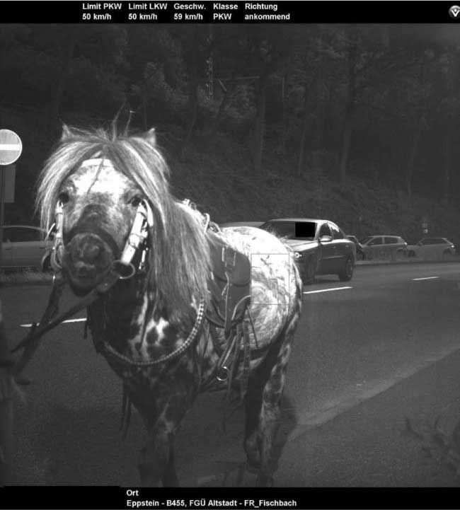 Nothing To Do With Arbroath Driver Avoided Ticket After Horse Caught On Speed Camera nothing-to-do-with-arbroath-driver-avoided-ticket-after-horse-caught-on-speed-camera