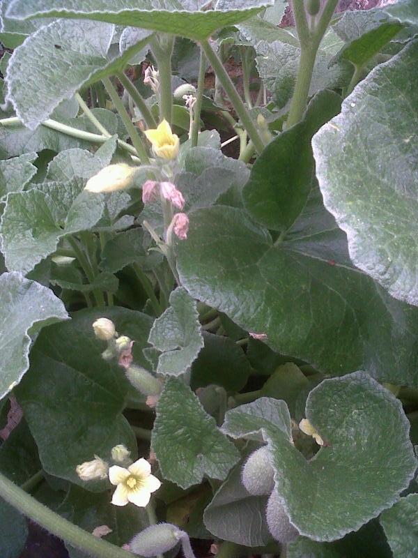 The Constant Gardener: July 2012