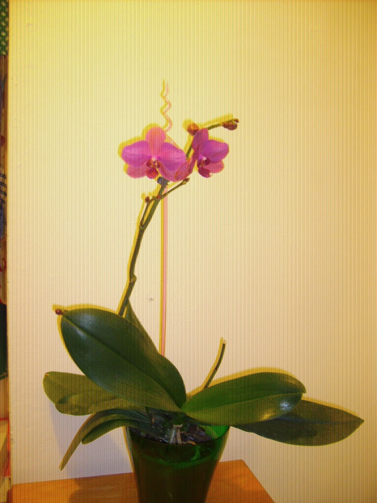 Orchidea Iskola - CSIN (Csinálj Ilyet Nekem!)