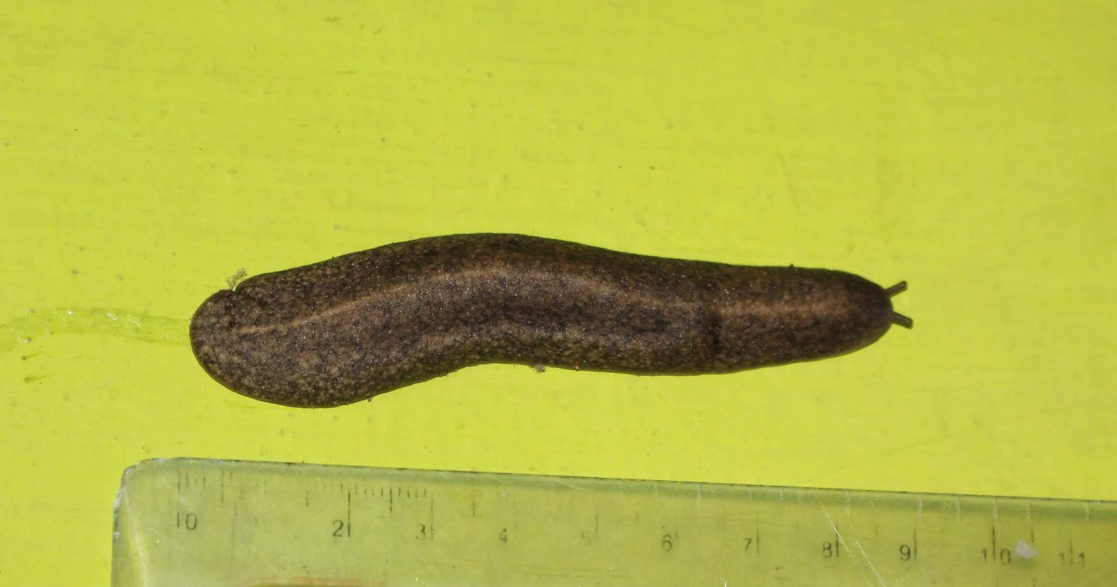 Slug of Java, Indonesia