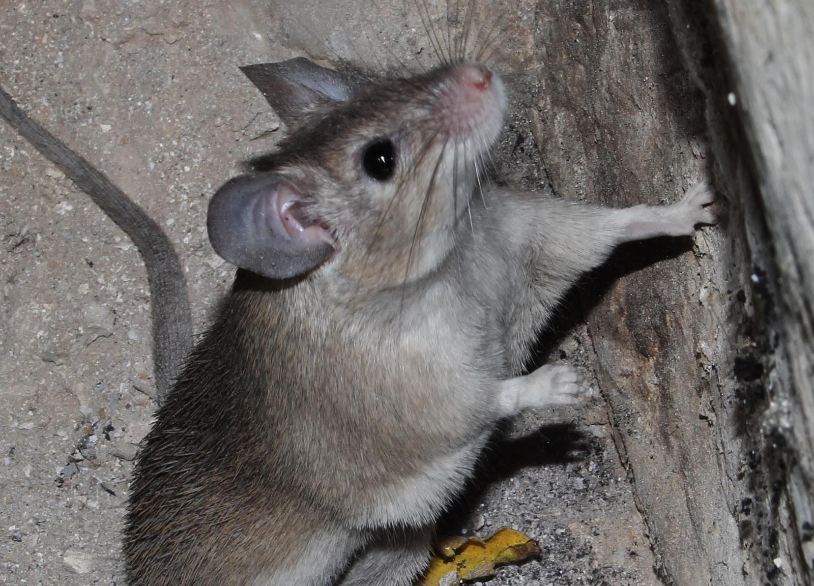 Biodiversity of Cyprus by NGO Protection of the Natural Heritage and ...