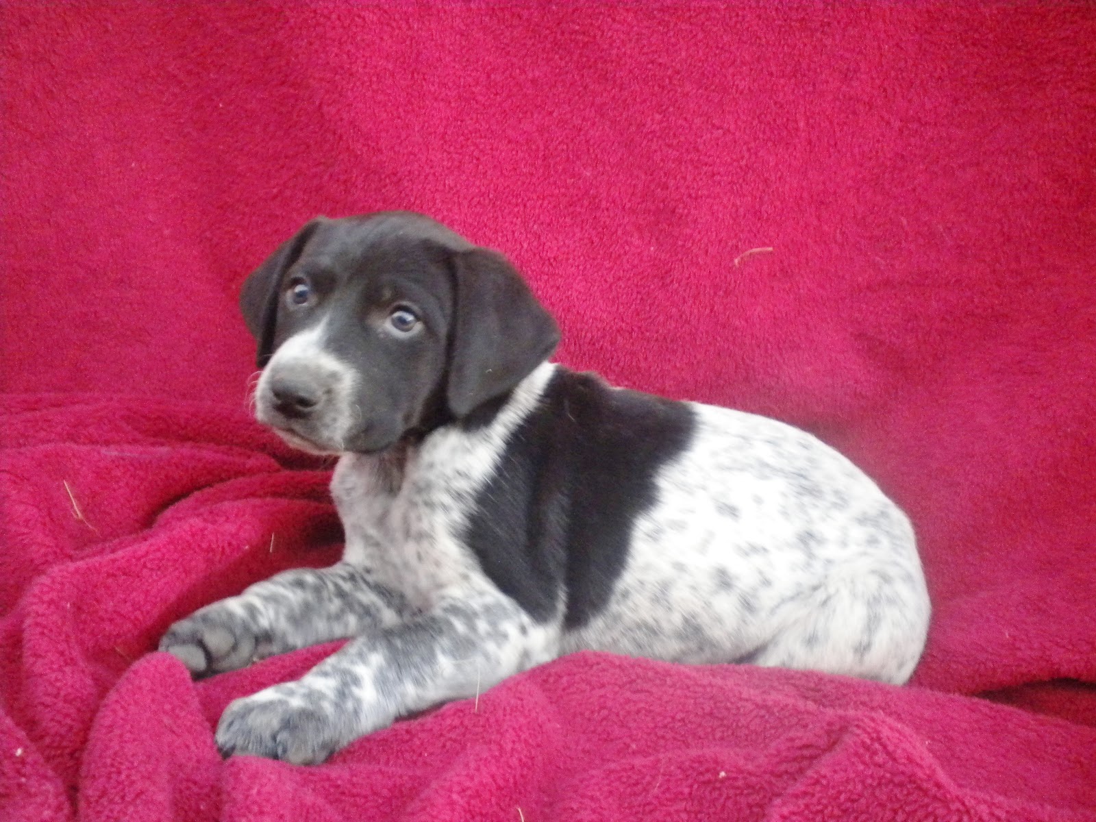 Purebred German Shorthair Puppies for sale- Stay tuned until Spring ...