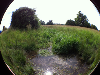 Spooky's walks: Radwell Lake and meadows