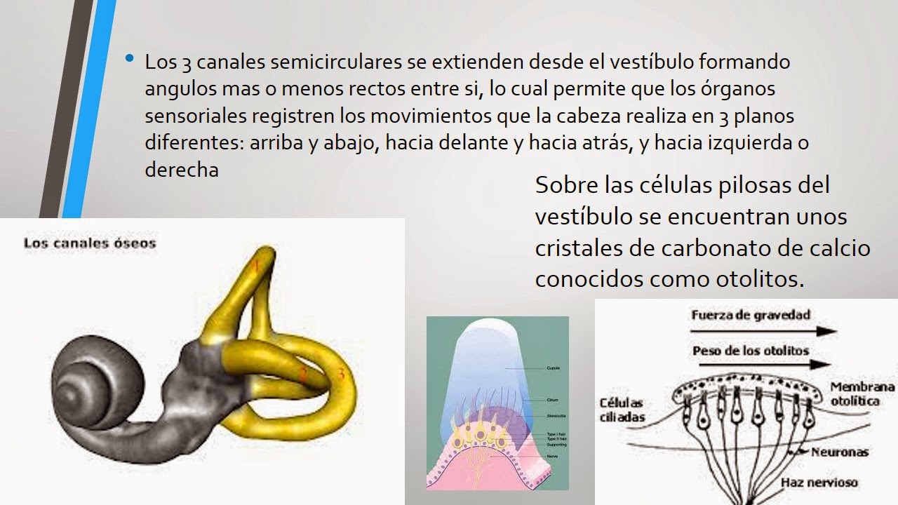 Fisiología Basica de Rafael Oswaldo Pacheco I.: SENTIDO DEL EQUILIBRIO