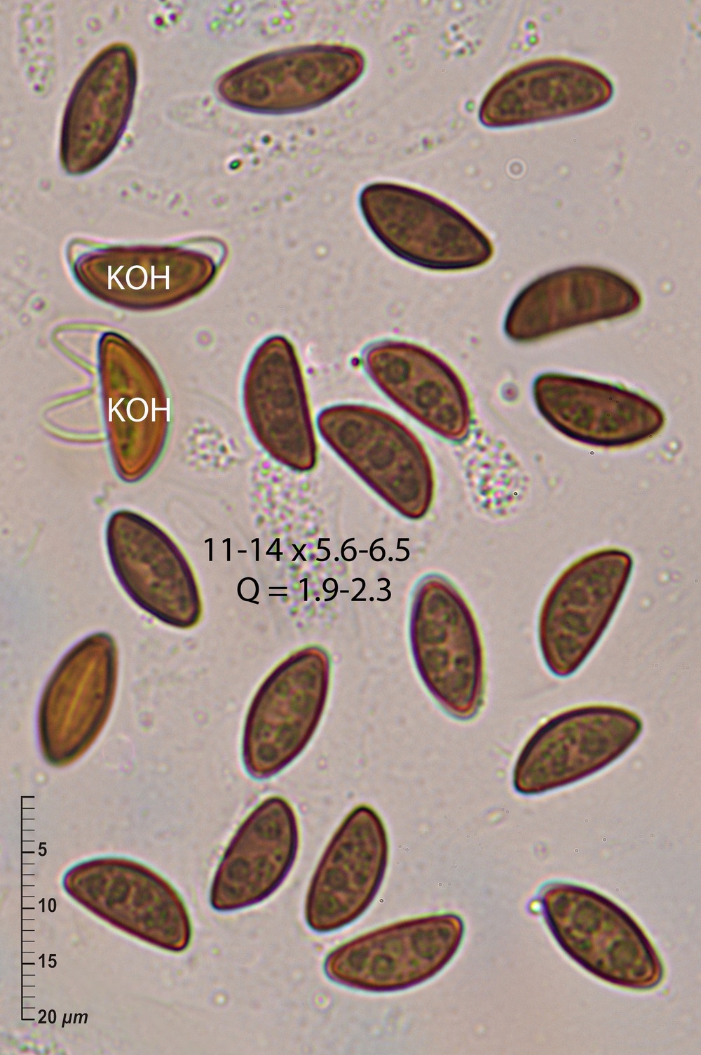 Hypoxylon fuscum (Pers.) Fr. • CEMAS Orden Xylariales