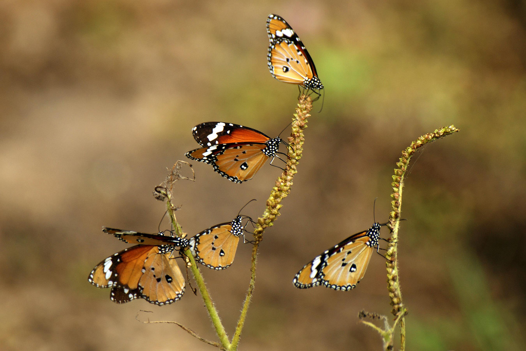 School Of Digital Photography: Butterfly Photography Tips – Best Places ...