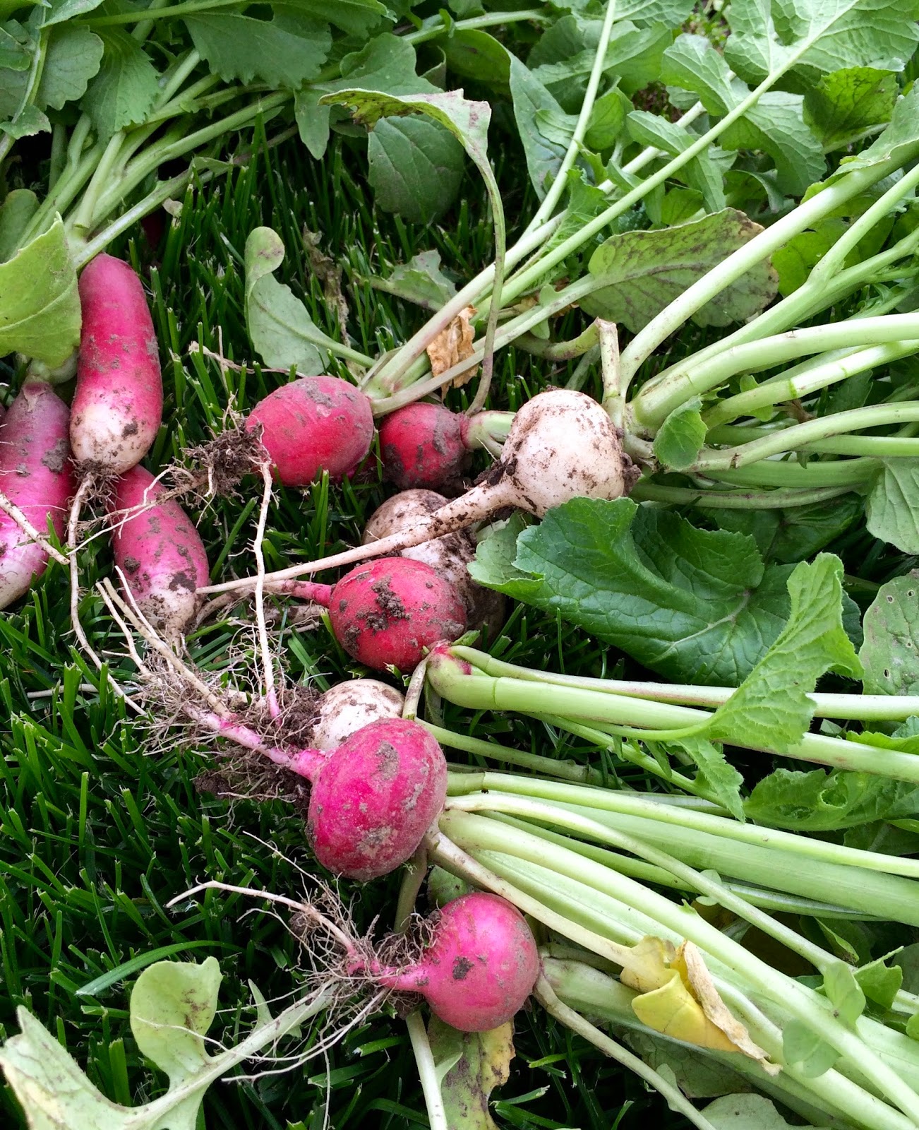Blog Bites: The Totally Rad Radish