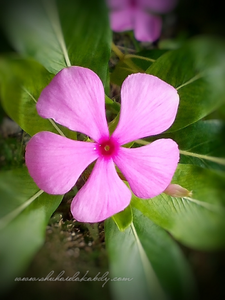 Mobile Photography | Koleksi Gambar Bunga