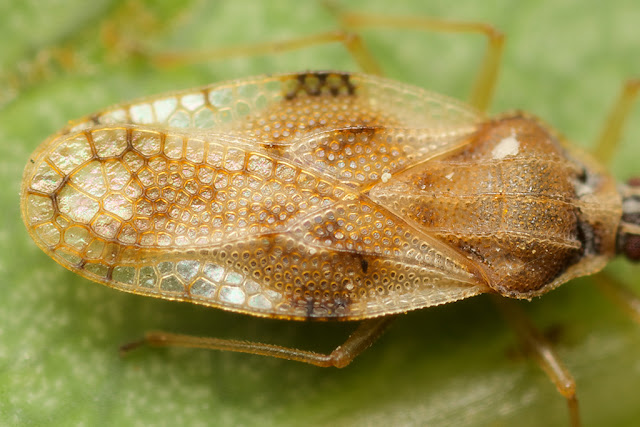 ムシをデザインしたのはダレ？: ヤナギグンバイ