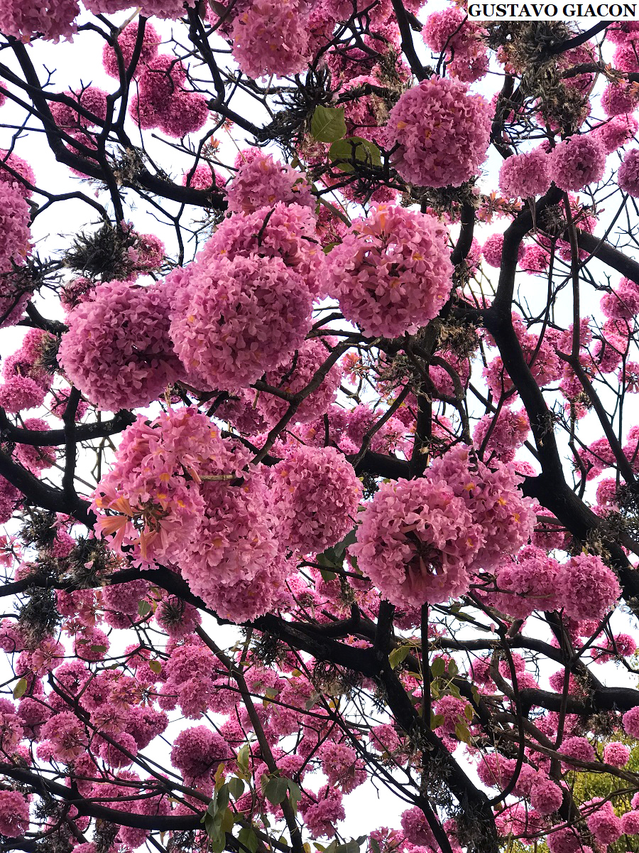 Viveiro Ciprest - Plantas Nativas e Exóticas: Ipê Roxo de Bola ...