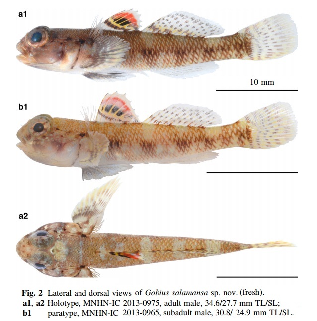 Species New to Science: [Ichthyology • 2016] Gobius salamansa • A New ...