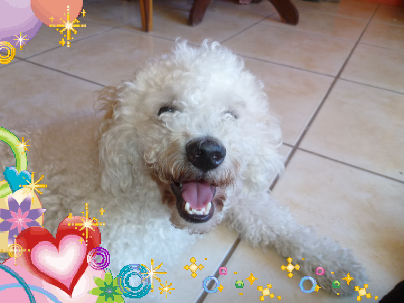 Lo Mejor De Mi Vida.........: MI MASCOTA