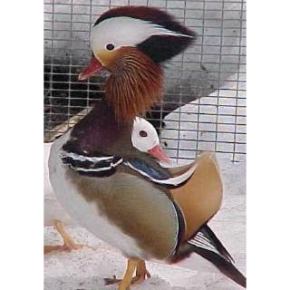 Aves Exóticas en Venezuela: Aves Acuaticas: Patos