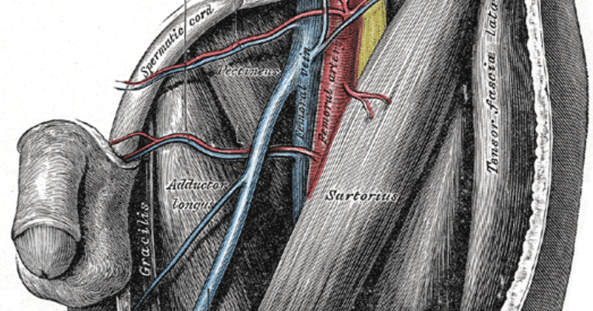 Fisio-Notizie: Il triangolo femorale (o triangolo di Scarpa)