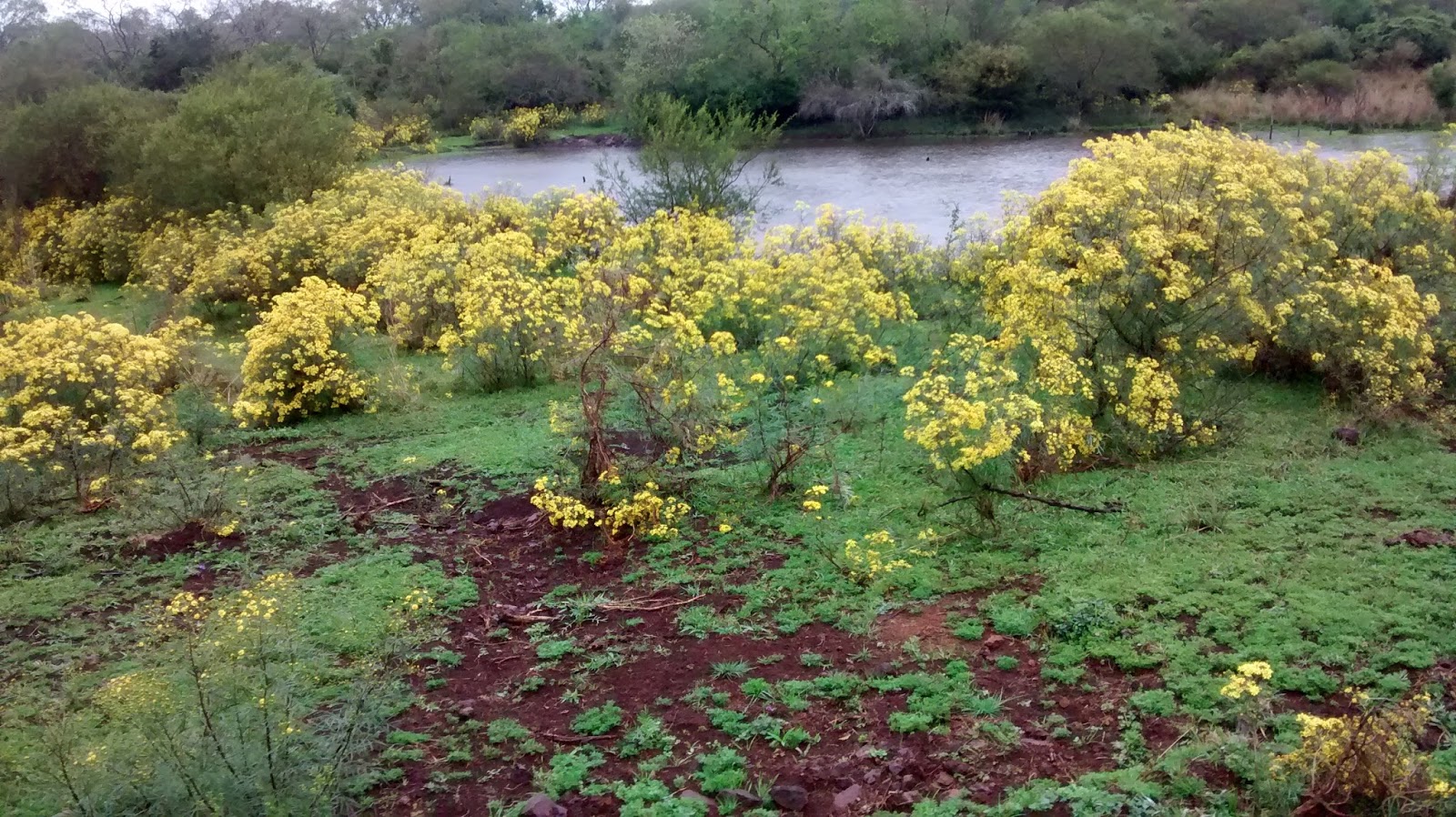 ruy gessinger: A LINDA E PERIGOSA MARIA MOLE