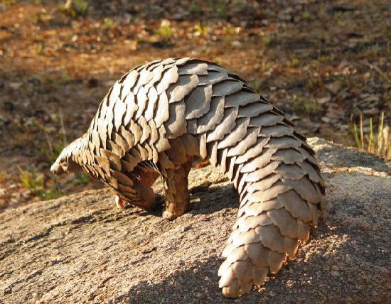 Pangolin | Animal Basic Facts & Pictures | The Wildlife