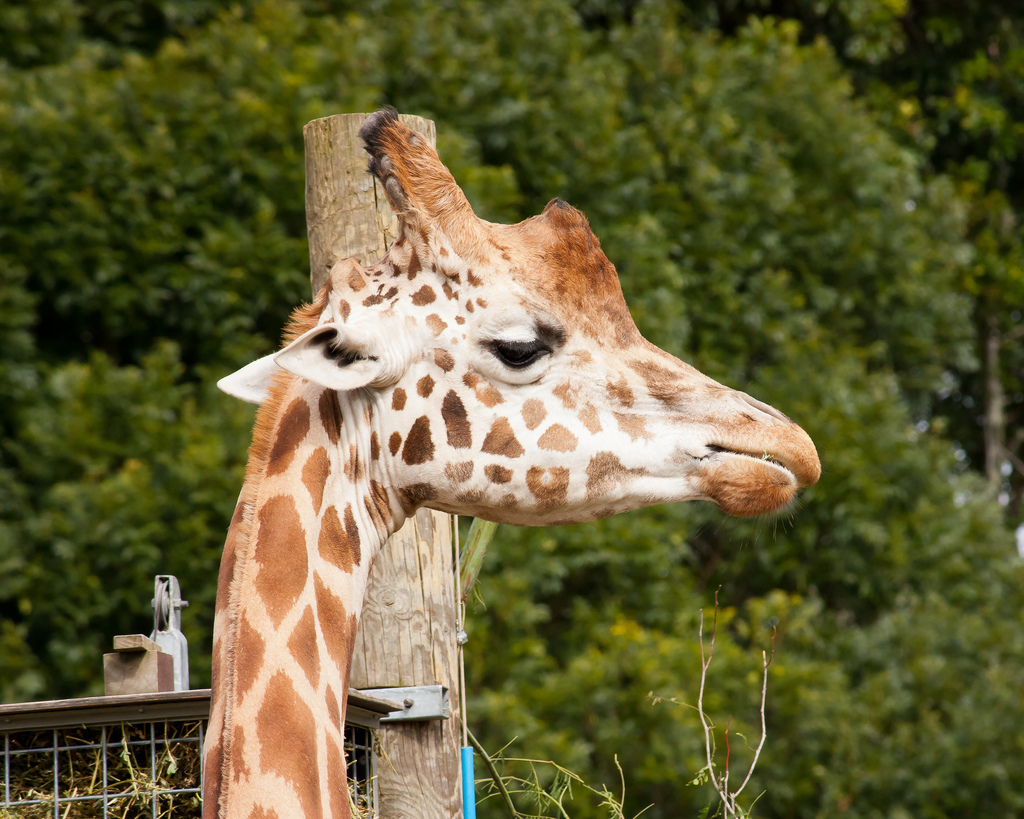 Gambar Jerapah: Kumpulan Gambar Jerapah Update