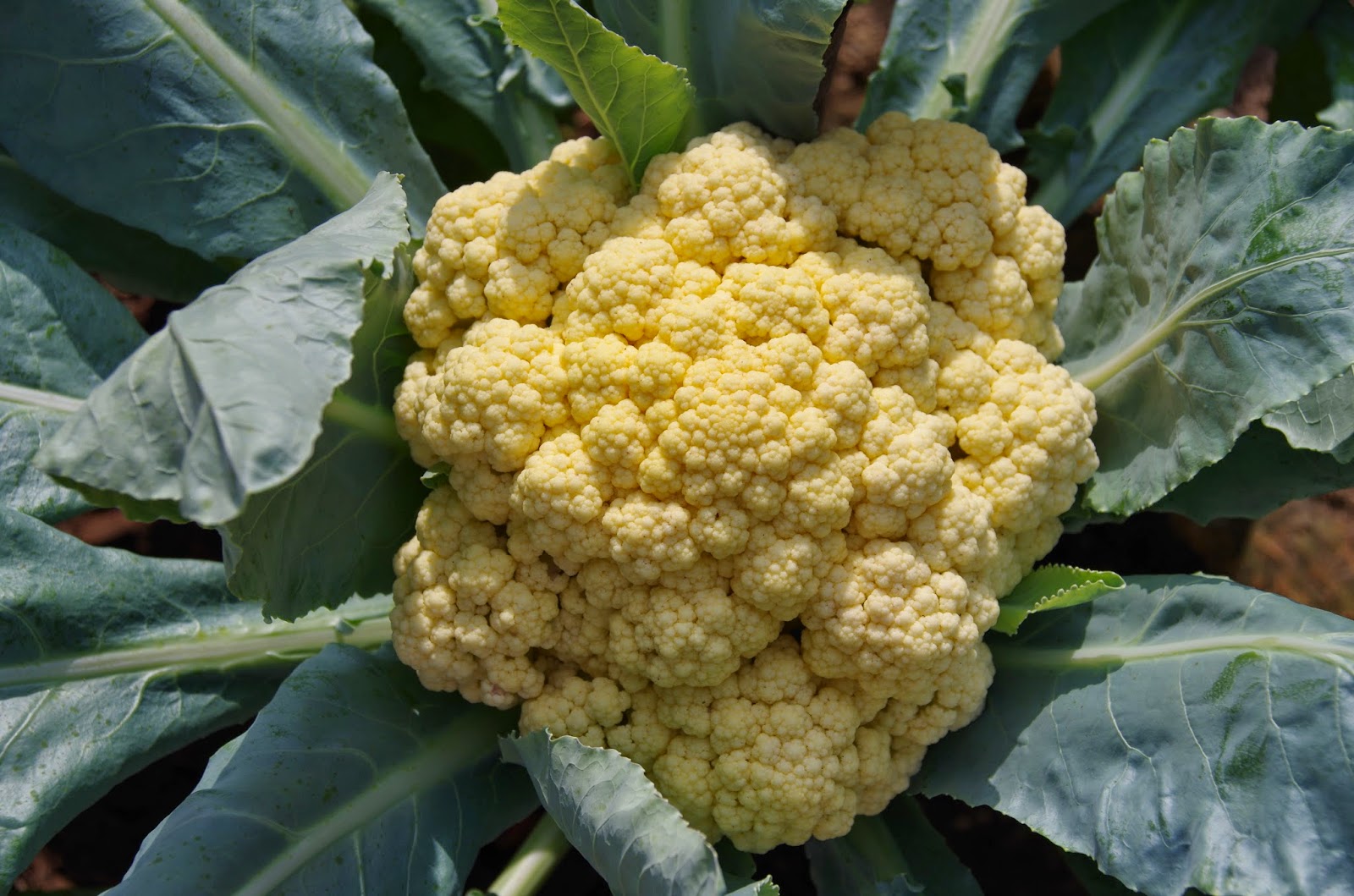 Trees and Plants: Cauliflower