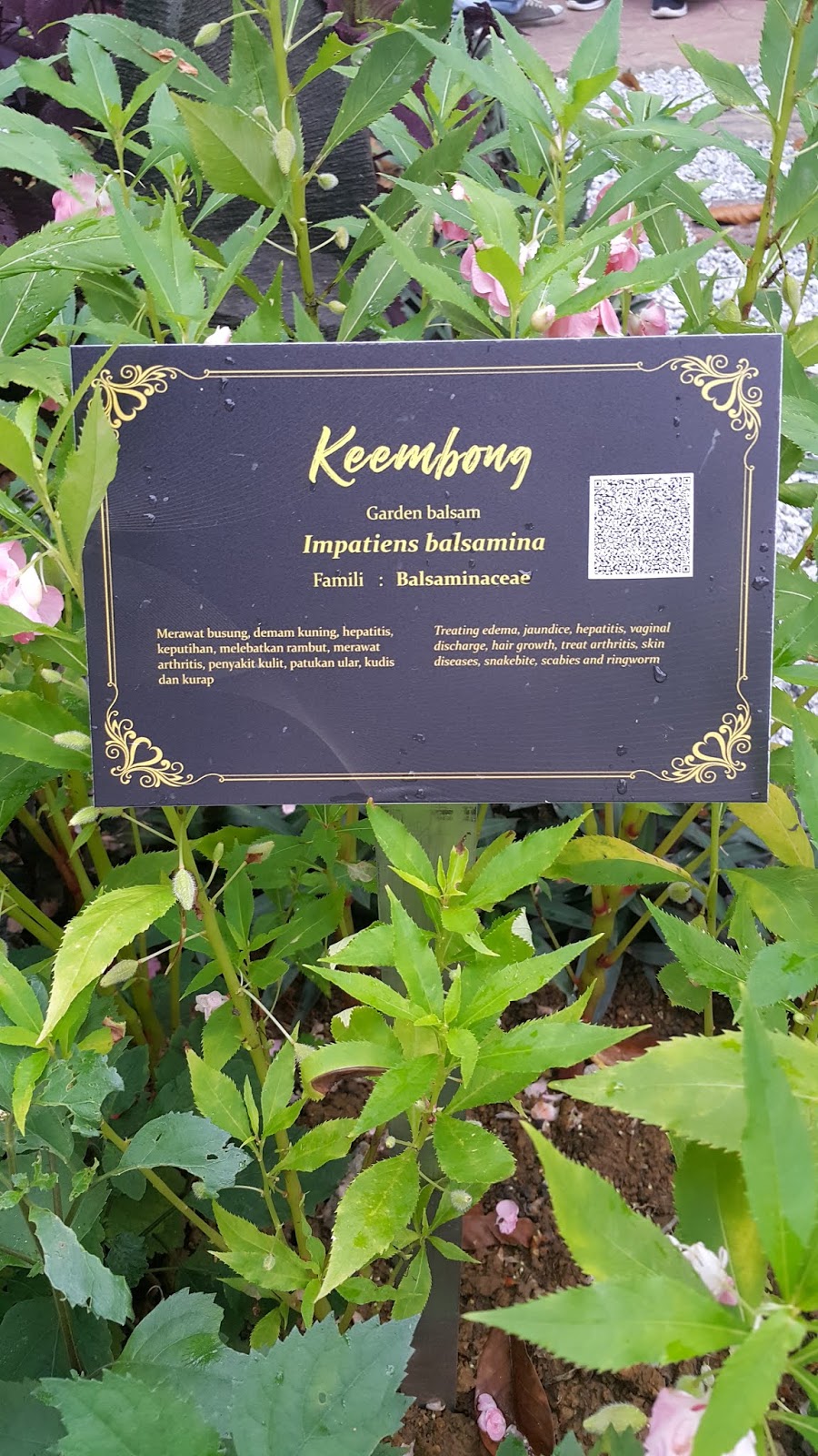 kekalcantik&sihat: Keembong