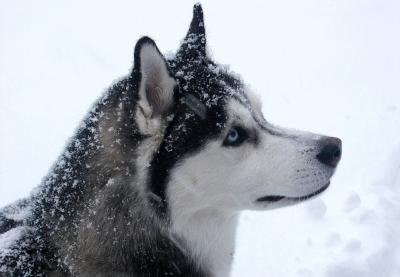 ANIMAL WORLD: Syberian Husky Fact's/Info and Pictures 2013
