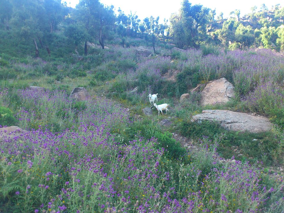 Die Kabylei: Die Impressionen