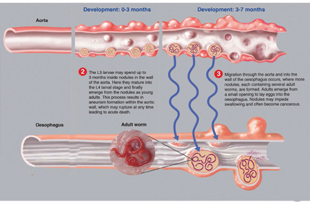 Spirocerca lupi, el parásito del esófago del perro - Veterinario SOS