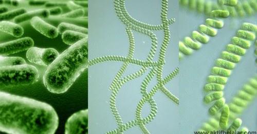 Inspirasi Spesial Gambar Monera, Contoh Hewan