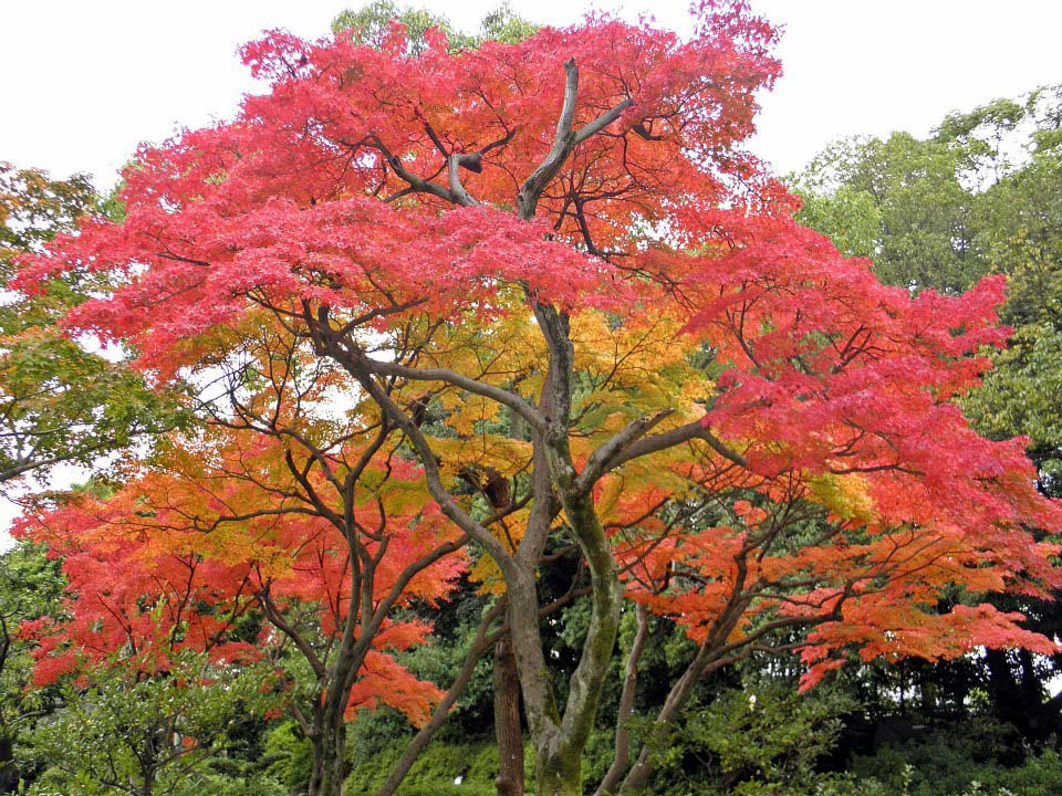 Birds and Nature Photography @ Raub: Birds from Japan