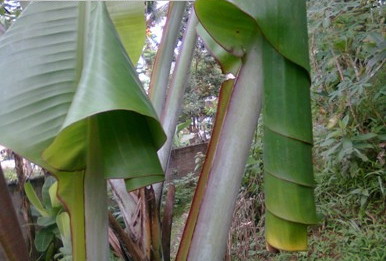 Denisa Millenia: Artikel Biologi - Hama pada Tanaman Pisang