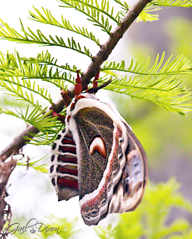 Louisiana Belle: Cecropia Moth