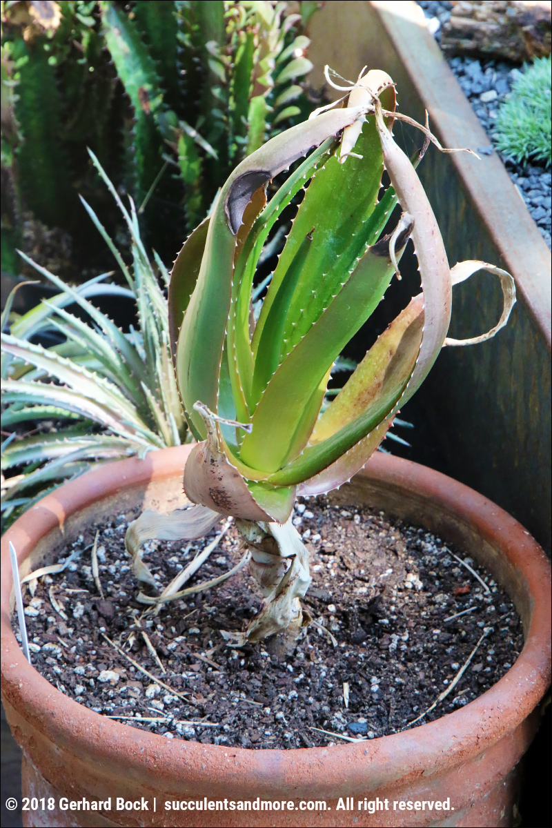 Agaves, aloes, and abutilons