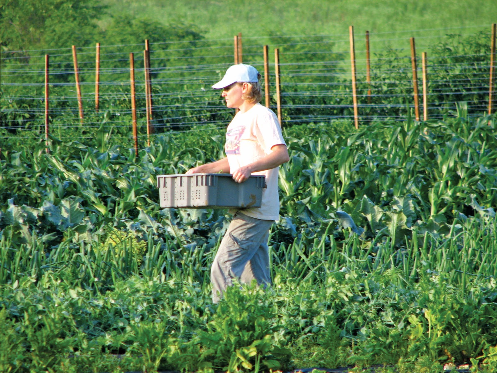 News and Information: 3 Ways Farmers Can Participate in the Farm-to ...