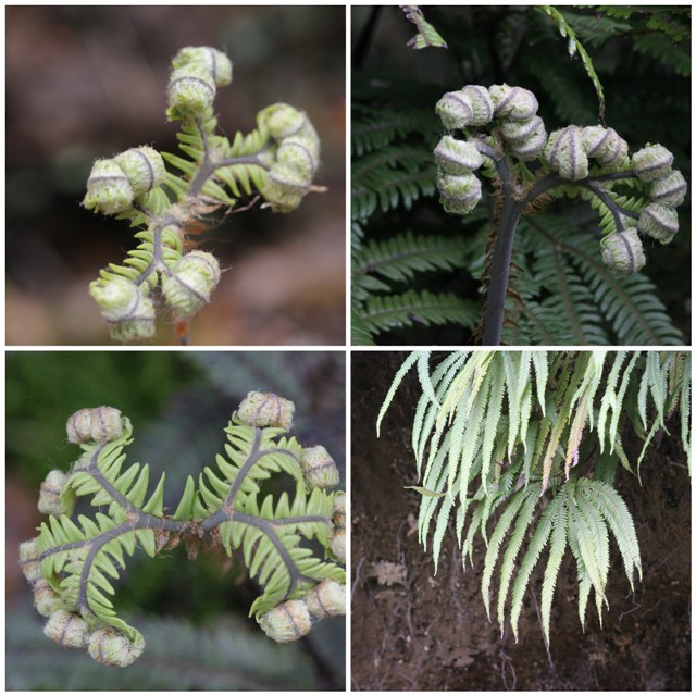 viajando: Umbrella fern