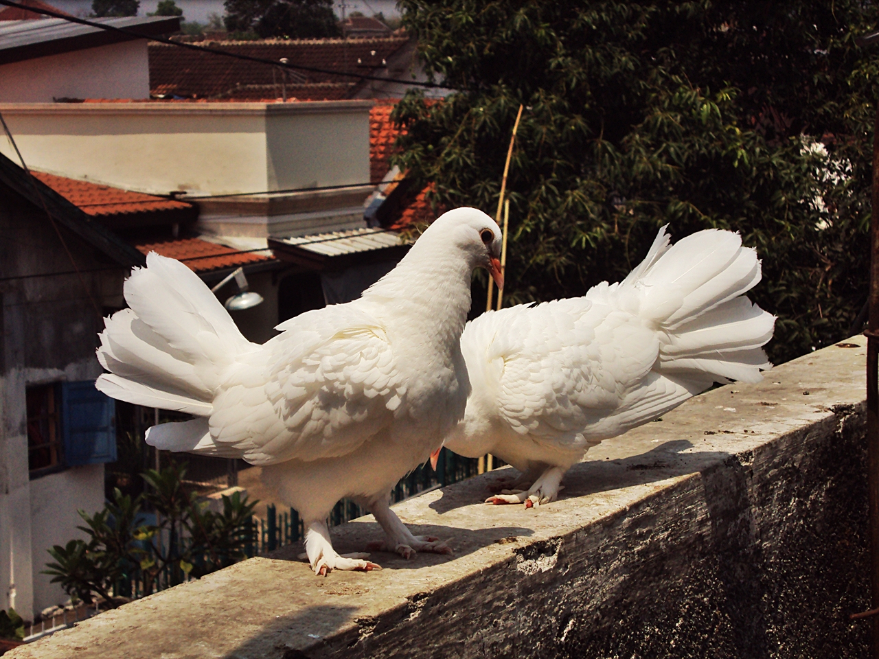 toko bagong farm: MERPATI KIPAS PUTIH//PERSI PUTIH/WHITE FAN TAIL