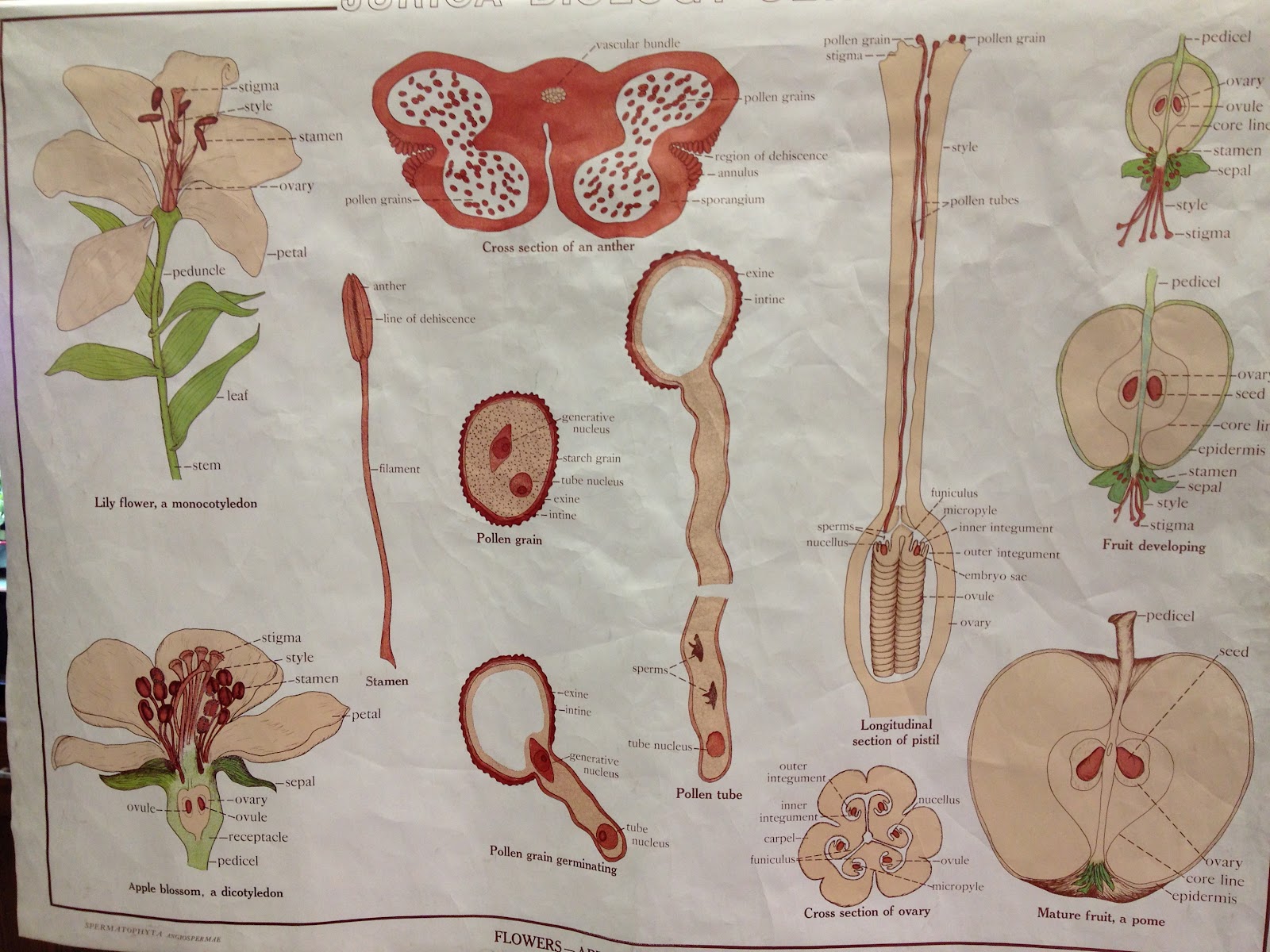 Biology Labs: Plantae: Anthophyta