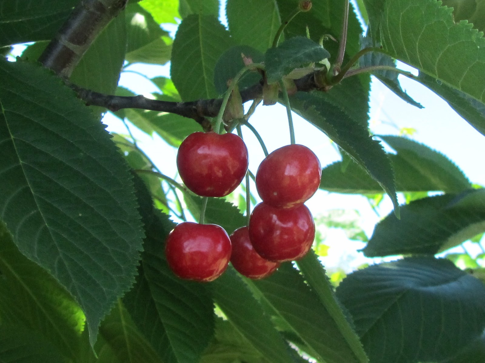 Come Coltivare il Ciliegio (Prunus avium) | Il Gusto Della Natura
