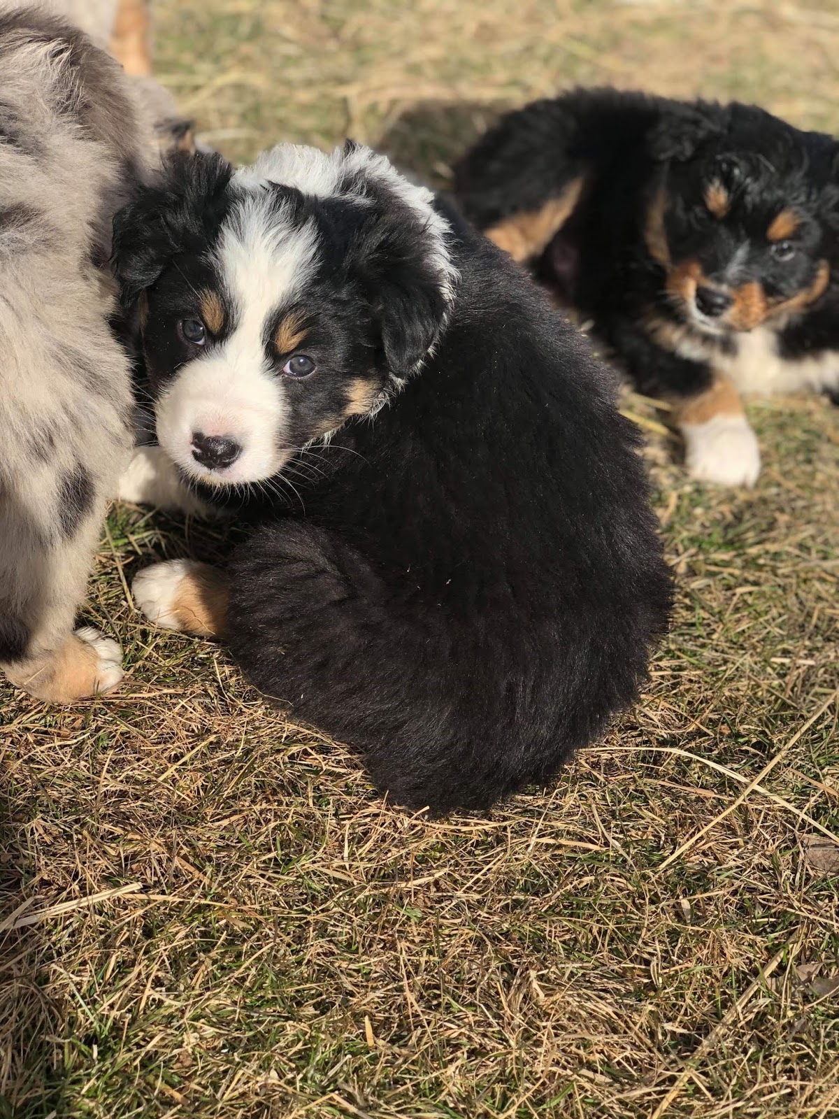 Aussie Puppies For Sale