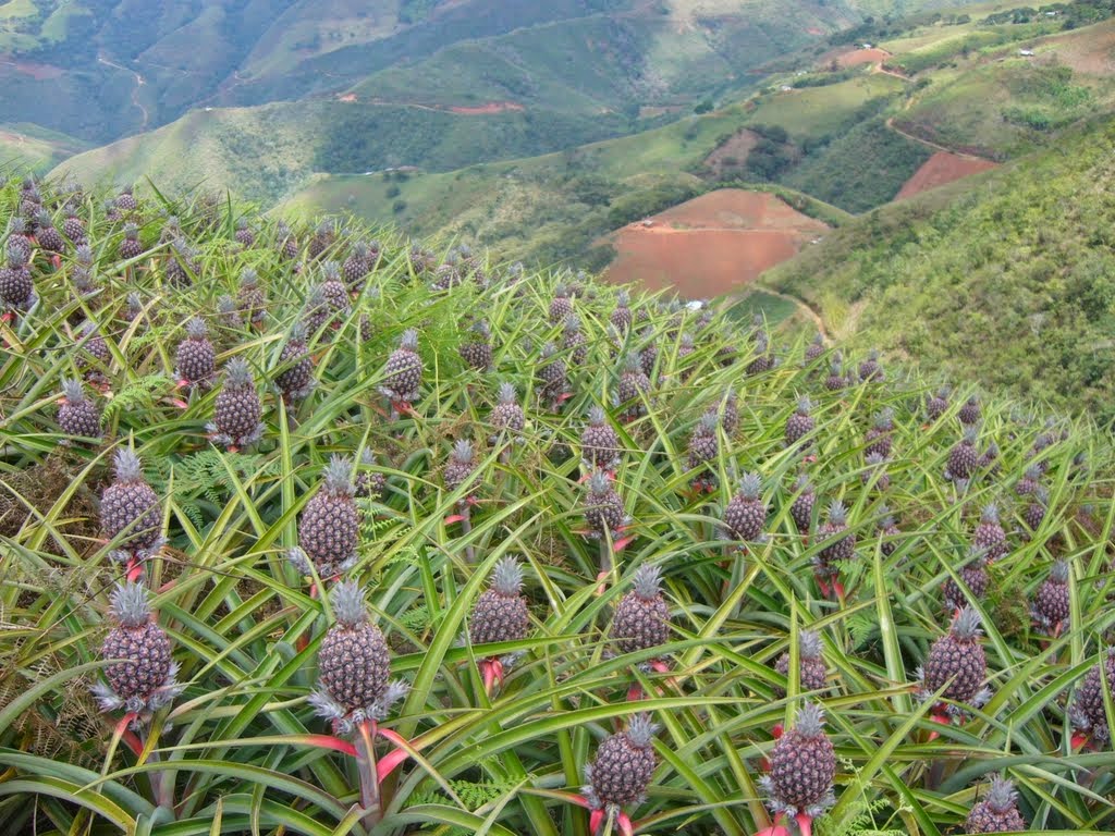 ¿De dónde vienen las piñas? ~ DESOCIALESYMÁS.COM