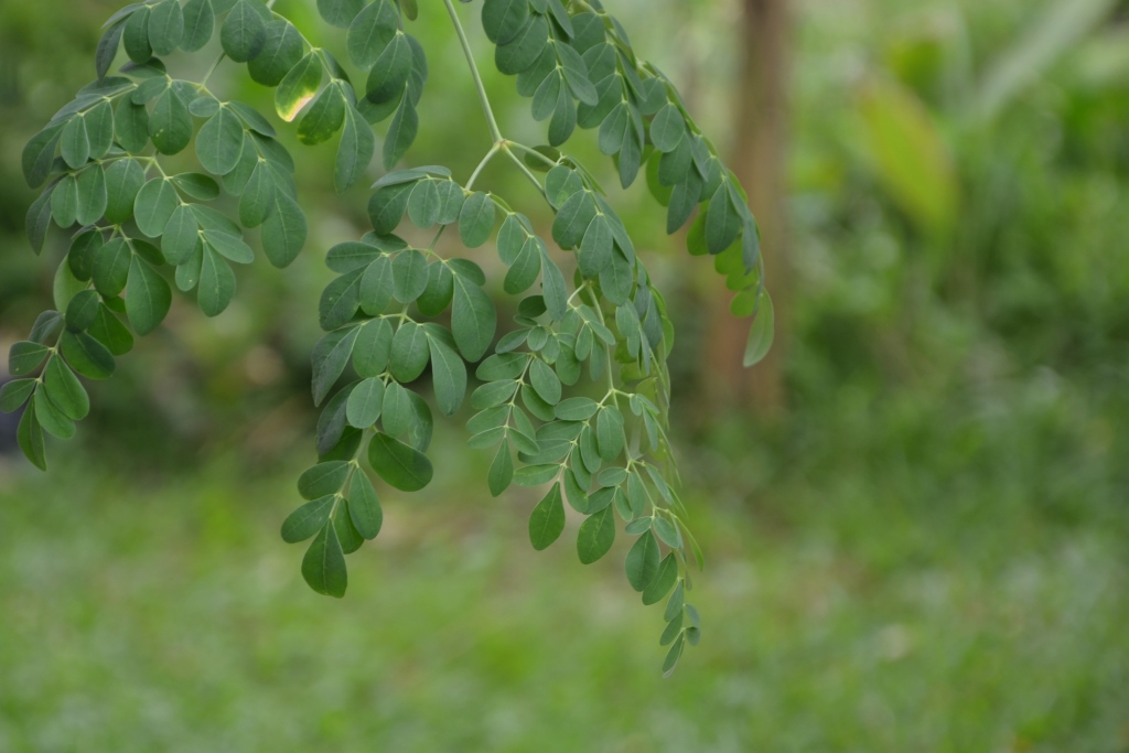 My little vegetable garden: Moringa towering over everything else.